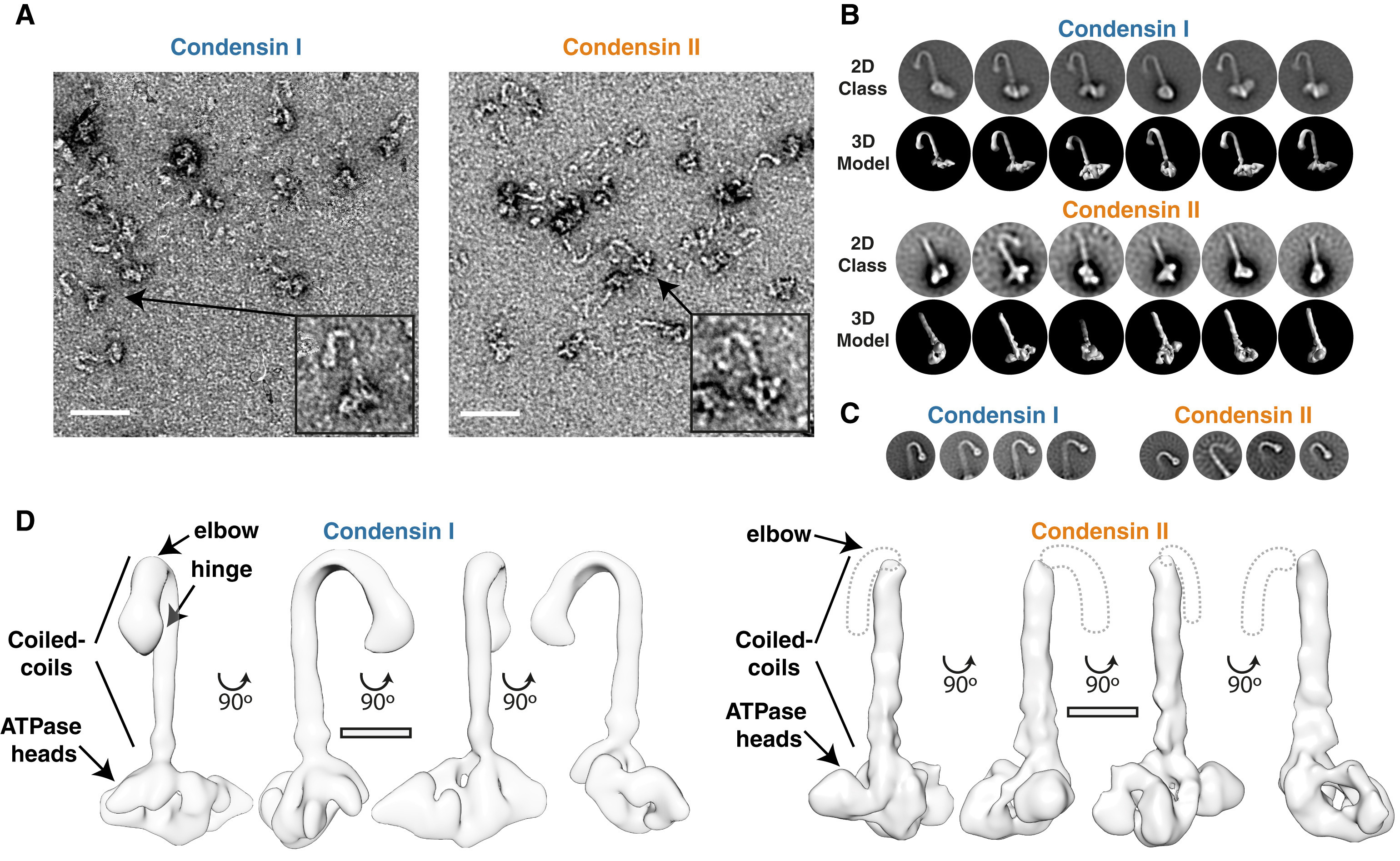 Previous Projects – Cutts Lab